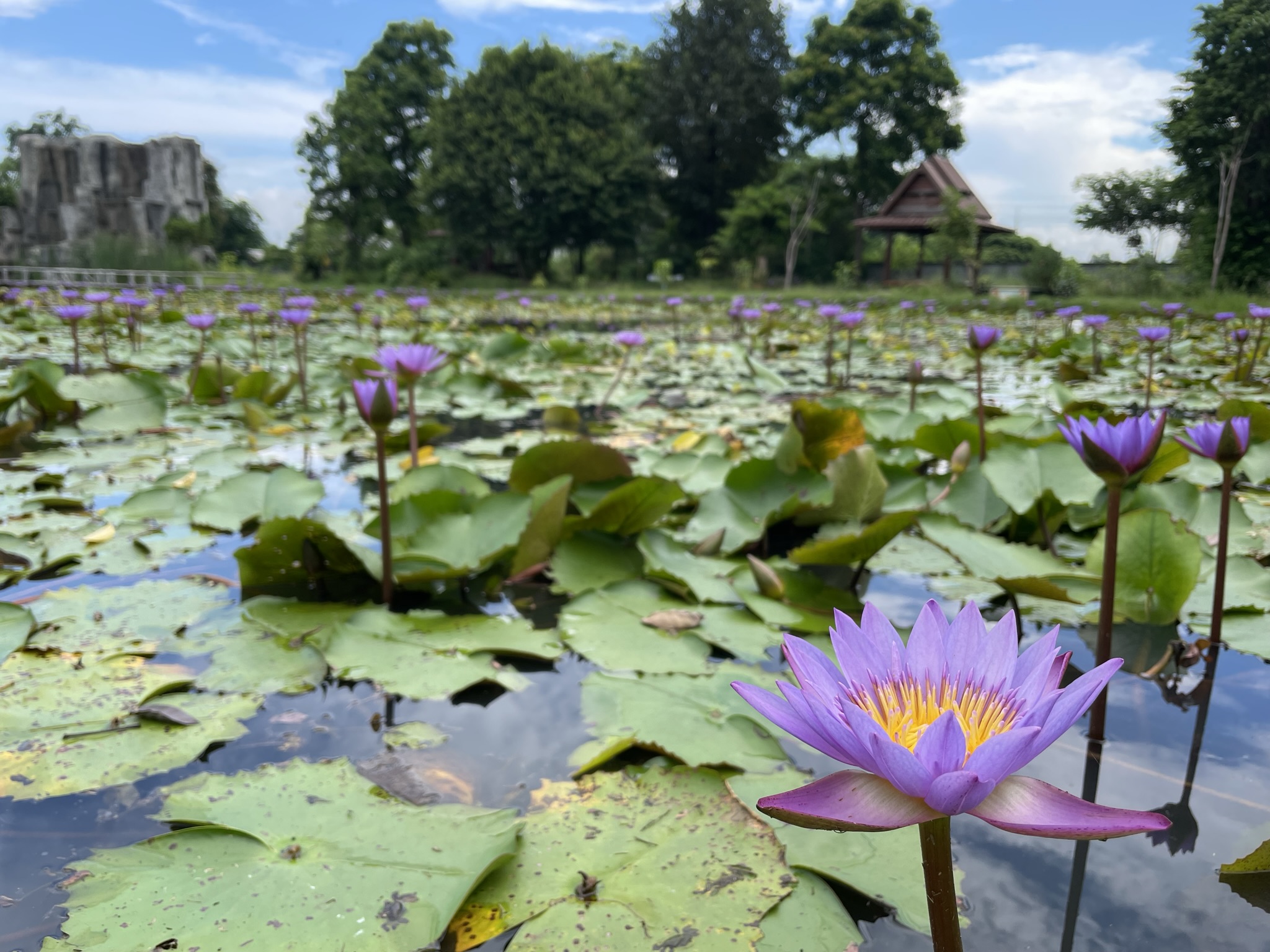 Kaeng Loeng Chan Park: Eine Oase der Schönheit mit phantastischen Seerosen